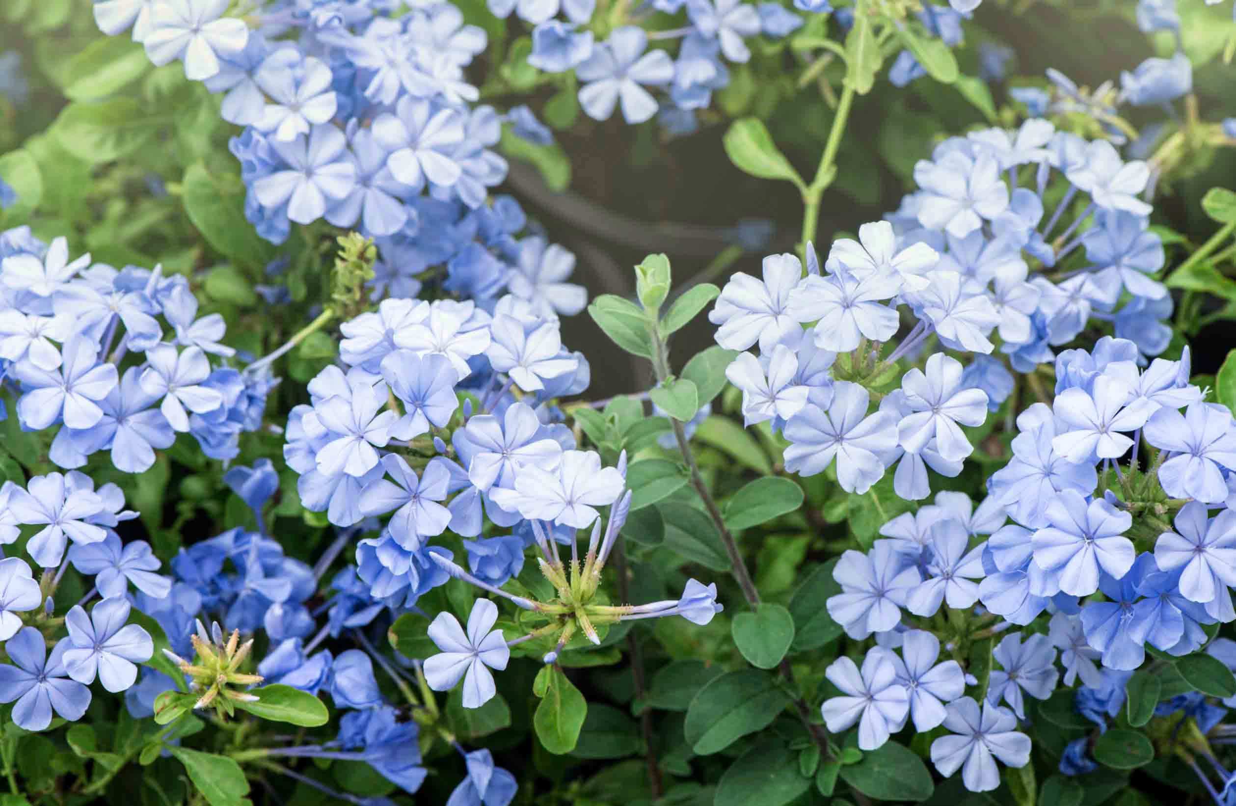 Màu Cyan Là Gì? Ý Nghĩa Và Ứng Dụng Trong Thiết Kế In Ấn